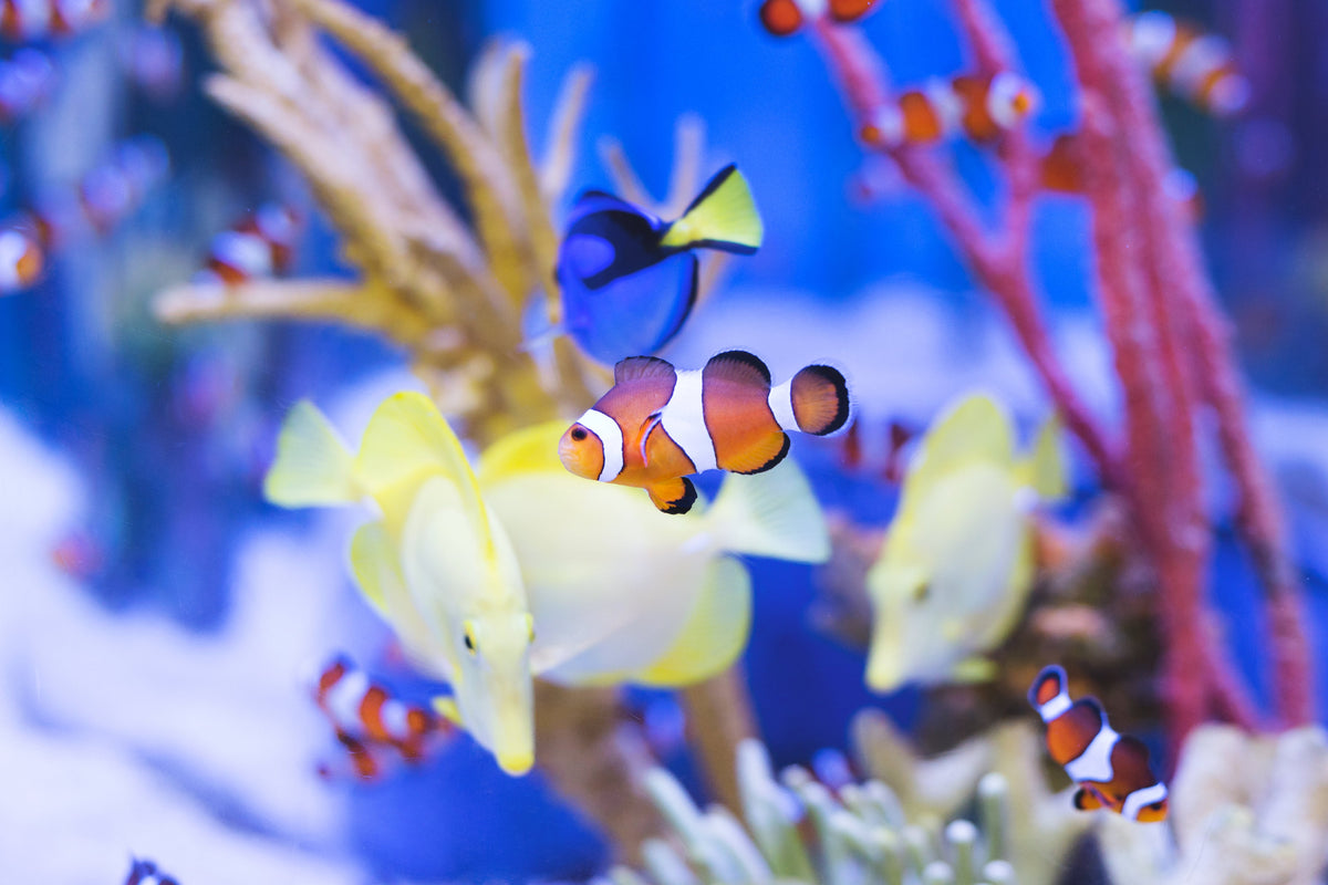 Fish Aquarium Setup and Maintenance – Petzie & Milo